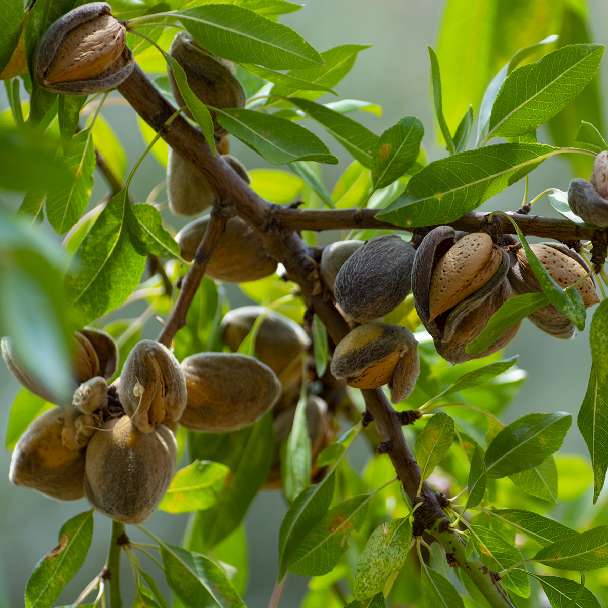 Tag der Mandel: Wie in Berlin aus der Knabberei feines Marzipan wird ...